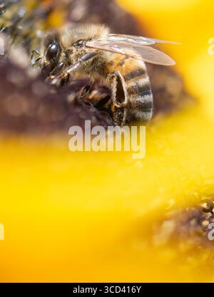 12 August 2025, Hesse, Frankfurt/Main: A huge display at St. Paul's ...