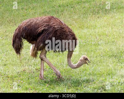 Common ostrich, Afrikanischer Strauß, autruche d’Afrique, Struthio ...