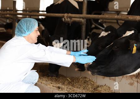 Veterinarian with cute cows inside cowshed in dairy farm, back view ...