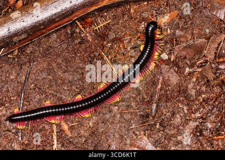 Giant flame legged millipede (Trigoniulus macropygus) from Gunung ...