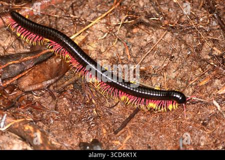 Giant flame legged millipede (Trigoniulus macropygus) from Gunung ...