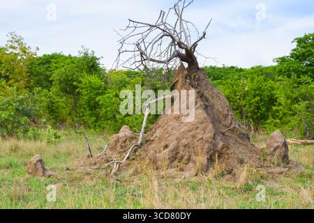 A large termite mound in Zimbabwe Stock Photo - Alamy