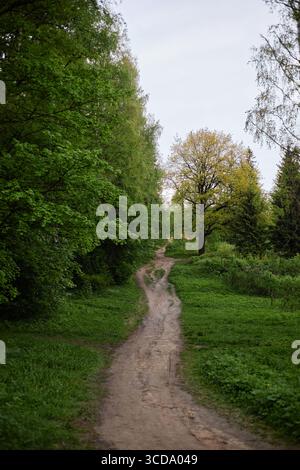 Winding dirt path through lush green forest. Birch trees line the trail ...