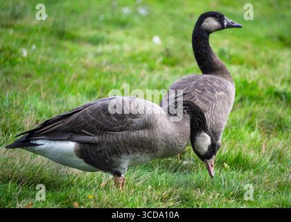 Canada goose grazing in the lush green grass Stock Photo - Alamy
