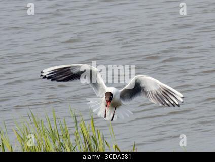Seagull flying with wings outstretched near to the sea in sky of Rianxo ...