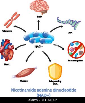 NAD. Aging process and Nicotinamide adenine dinucleotide. NAD plus ...