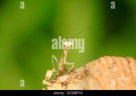 Mantis larvae on plant in the wild Stock Photo - Alamy