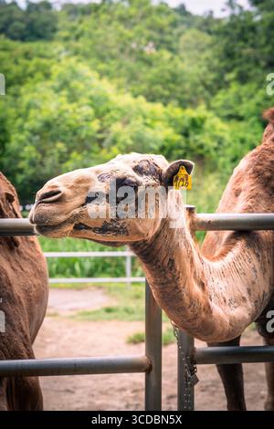 Camel in the barn with tag with number on the ear Stock Photo - Alamy