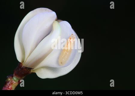 The larvae of flies are on the flowers of beans, North China Stock ...