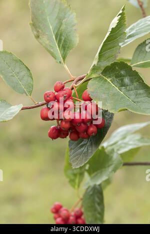 Garden Plant Shrub Rowan Bush Shrubby Mountain Ash Bushy Sorbus Stock ...
