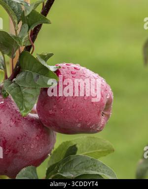 apple tree (Malus domestica 'Gloster', Malus domestica Gloster ...