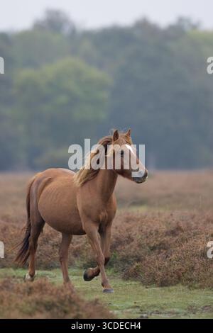 New Forest pony Equus caballus drinking from a grassland pond, Ibsley ...