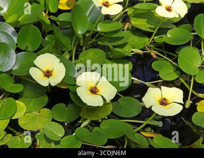 Water Poppy (Hydrocleys nymphoides Stock Photo - Alamy