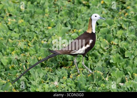 Portrait of a Pheasant tailed Jacana Stock Photo - Alamy