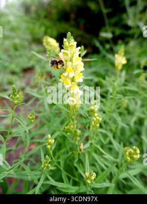 blooming snapdragon with stem with buds Stock Photo - Alamy