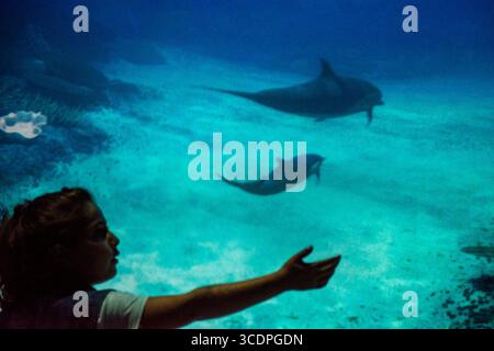 Viewing window at the New York Aquarium in Brooklyn, NY, USA Stock ...