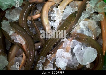 Belut Sawah, Monopterus albus or nature eel in the supermarket Stock ...