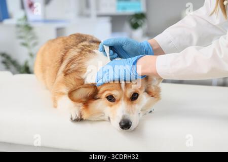 Doctor applying spot-on flea medication on hair of dog in clinic Stock ...
