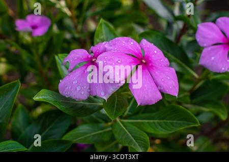 Beautiful Pink Periwinkle Flowers Blooming in the Garden Stock Photo ...
