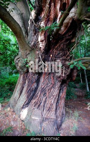Closeup shot of thick tree trunk and roots Stock Photo - Alamy