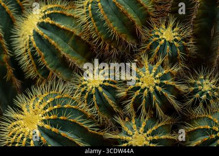 Dense of Ferocactus or Barrel Cactus cacti spiky ribbed barrel ...