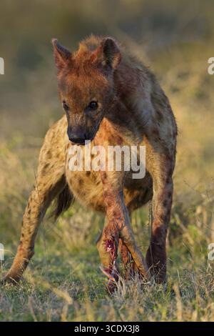 Spotted hyena, spotted hyena, Crocuta crocuta, spotted hyena, laughing ...
