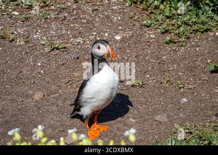 Puffins on Inner Farne, Seahouses, Farne Islands, tourist destination ...