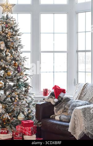 Cute dog in santa hat, Merry Christmas concept Stock Photo - Alamy