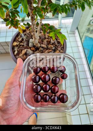 ripe fruits of jabuticaba native of brazil Stock Photo - Alamy