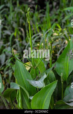 Phreatophyte. American water plantain Alisma plantago-aquatica in ...
