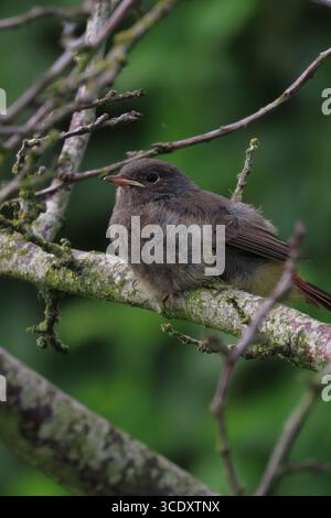 Green frog sits on gray stone among green grass. Selective focus Stock ...