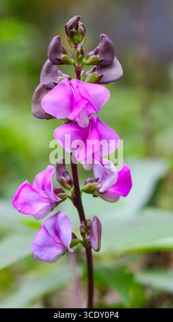 Texture of purple lima bean flowers Stock Photo - Alamy