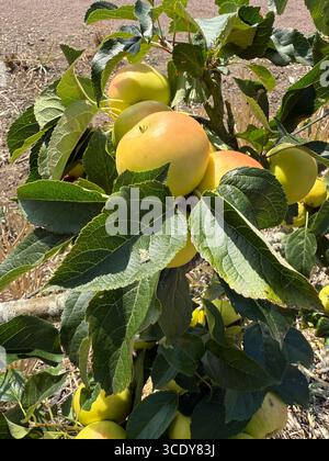 Apple trees (Malus domestica, Nuvar Freckles). England, UK Stock Photo ...
