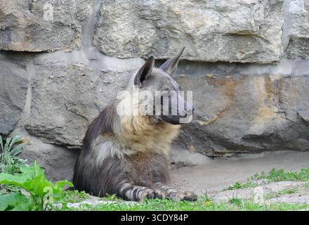 brown hyena, Schabrackenhyäne, Braune Hyäne, Strandwolf, hyène brune ...