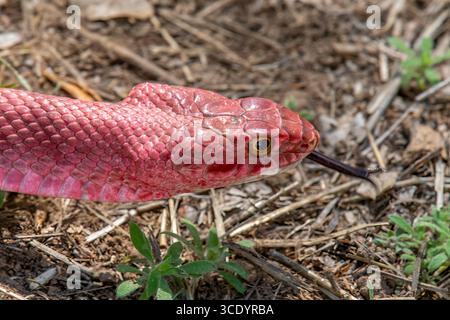 Rare pink western coachwhip snake slithering through forest habitat ...