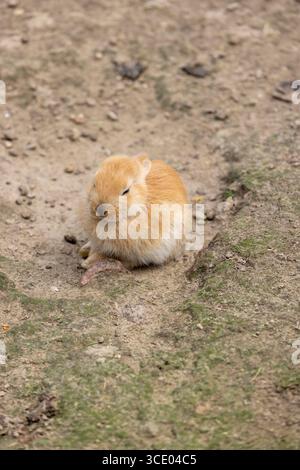 A small red rabbit in a yard with lots of holes and holes, one small ...