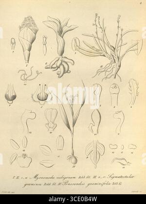 Myrosmodes nubigerum-Sigmatostalix graminea-Ponerorchis graminifolia ...