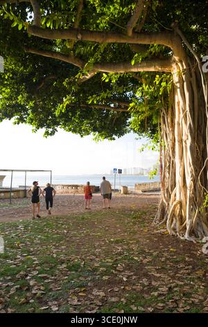 Banyan tree hanging roots near shoreline, Sans Souci Beach, Kapiolani ...