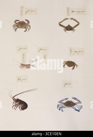 Panulirus japonicus Yūshi Ishizaki Stock Photo - Alamy