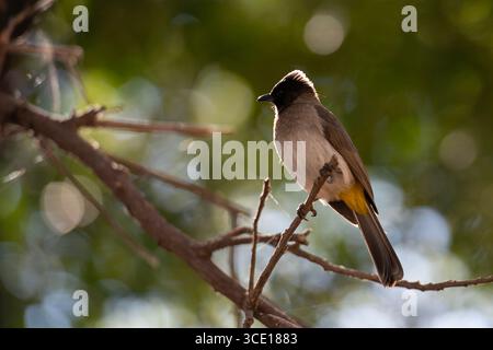 Common bulbul, Pycnonotus barbatus, Kruger National Park, South Africa ...