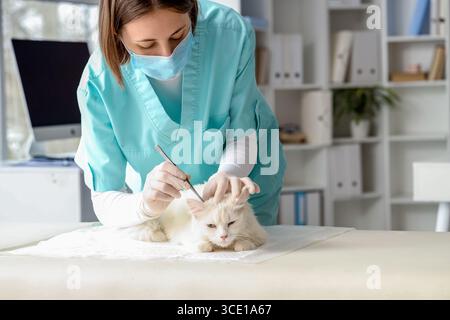 Veterinarian with tweezers removing tick from cat's belly in vet clinic ...