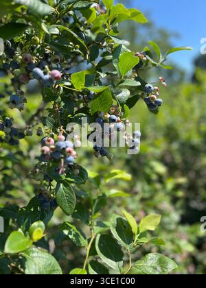 blueberry field in full bloom Stock Photo - Alamy