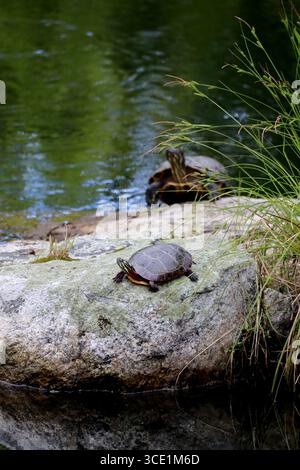 Painted turtles peacefully bask along the shore of a pond Stock Photo ...