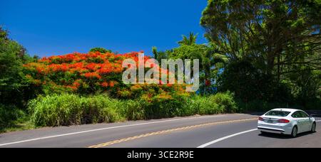 African tulip tree, Kahekili Highway, Maui, Hawaii, USA Stock Photo - Alamy