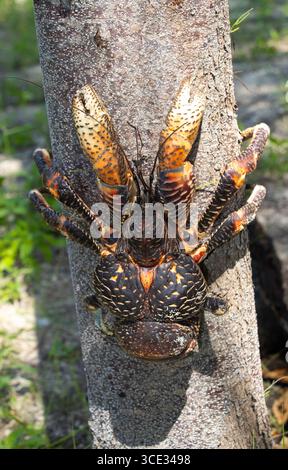 Largest of the Hermit Crab family, the Robber or Coconut Crab is land ...