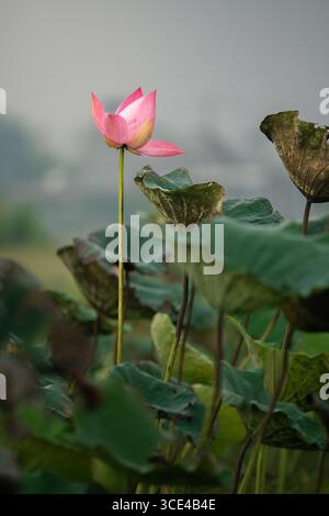 Lotus flower in bloom surrounded by leaves seen up close Stock Photo ...