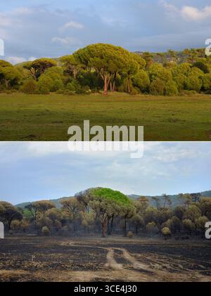 Aerial view of forest regeneration after bushfires in The Blue ...