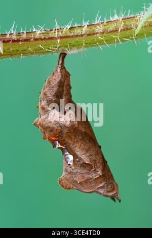 Comma butterfly (Polygonia c-album) pupa front and side. Chrysalis of ...