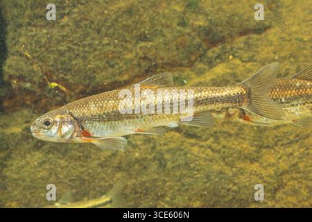 Italian riffle dace (Telestes souffia muticellus, Telestes muticellus ...