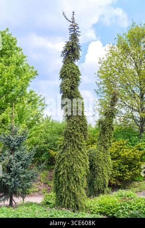 Picea omorika, Serbian Spruce, Columnar Shape, Erect Shaped Form ...
